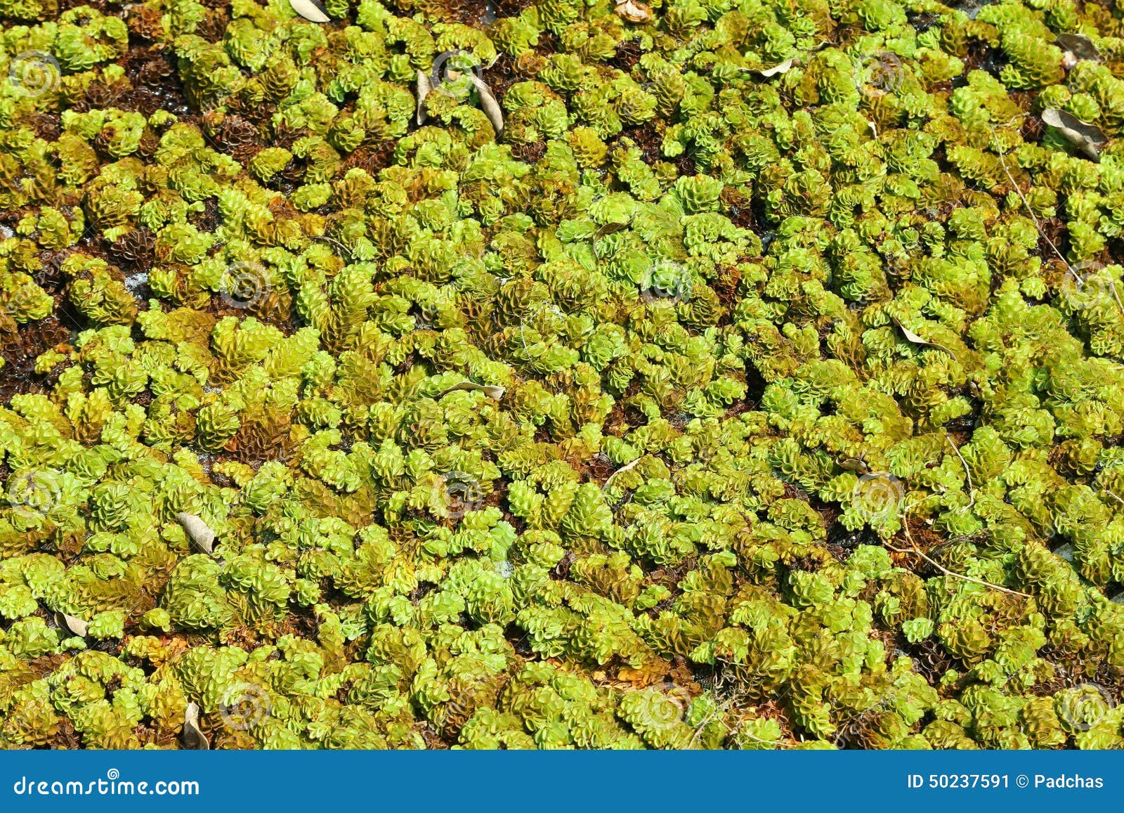 Lechuga de agua imagen de archivo. Imagen de flor, aislado - 50237591