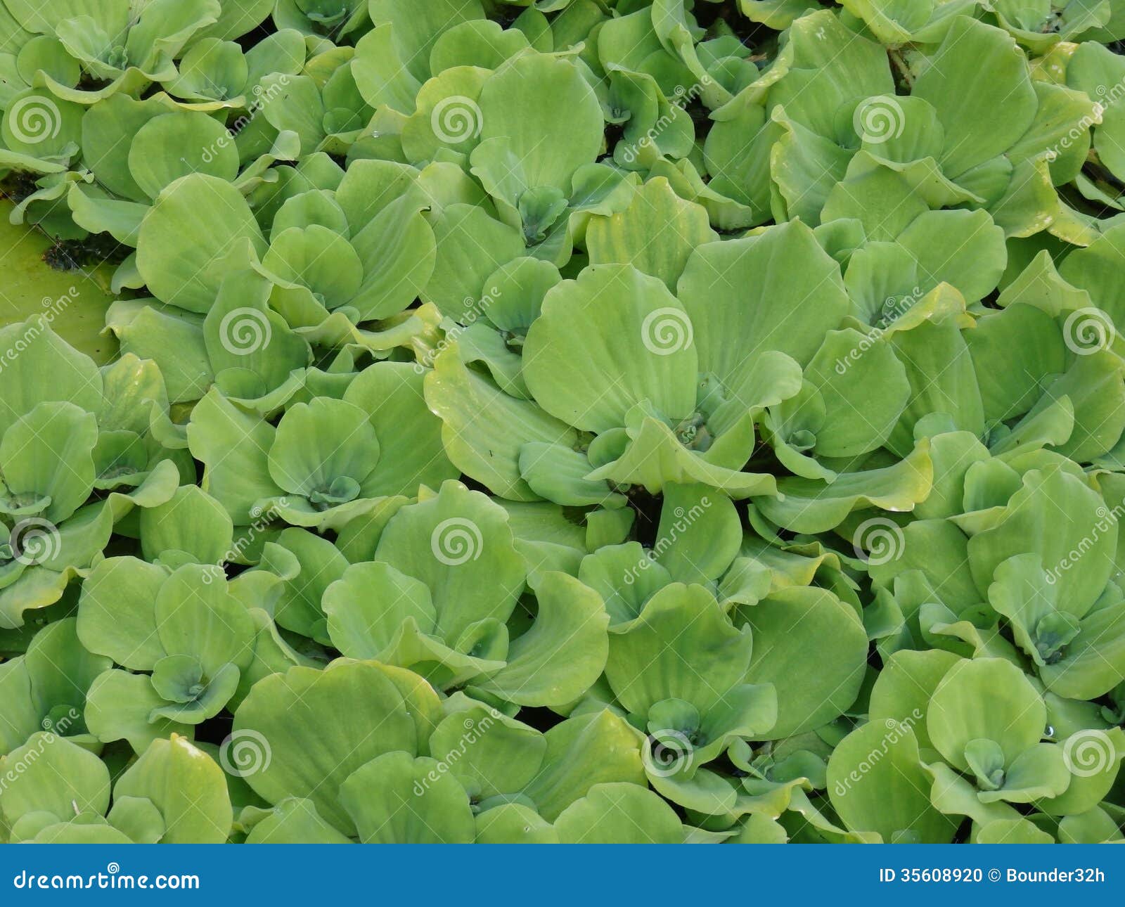 Lechuga De Agua En El Caribe Foto de archivo - Imagen de caribe ...