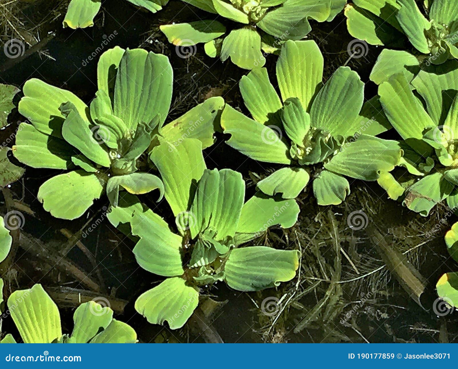 Lechuga De Agua En Un Estanque Imagen de archivo - Imagen de exterior ...