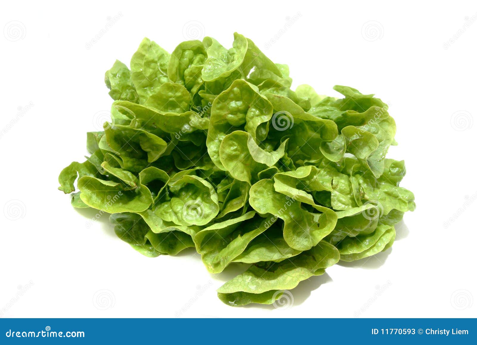 Lechuga de Butterhead imagen de archivo. Imagen de cena - 11770593