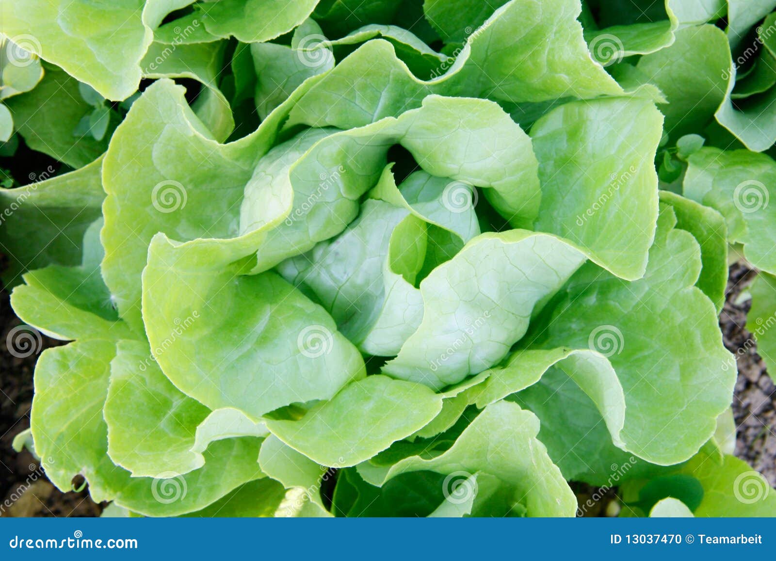 Lechuga de Butterhead foto de archivo. Imagen de alimento - 13037470