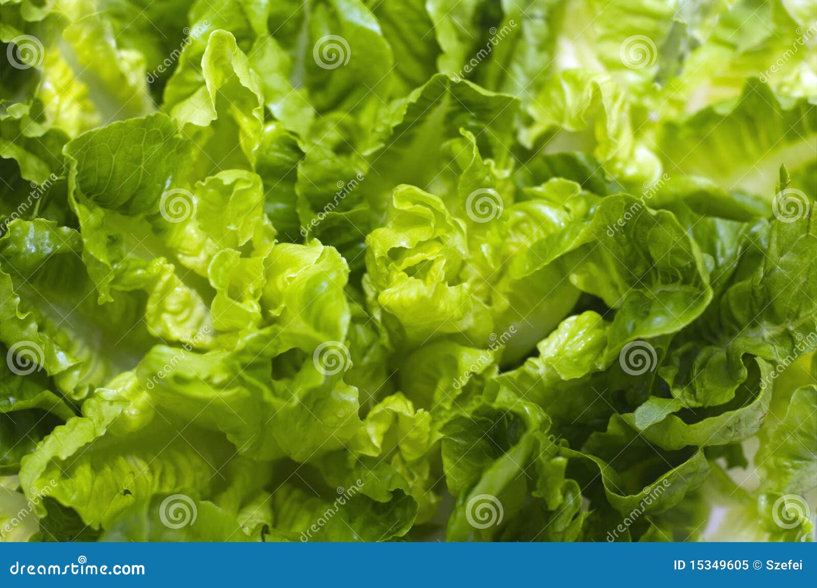 Lechuga de Butterhead imagen de archivo. Imagen de completo - 15349605