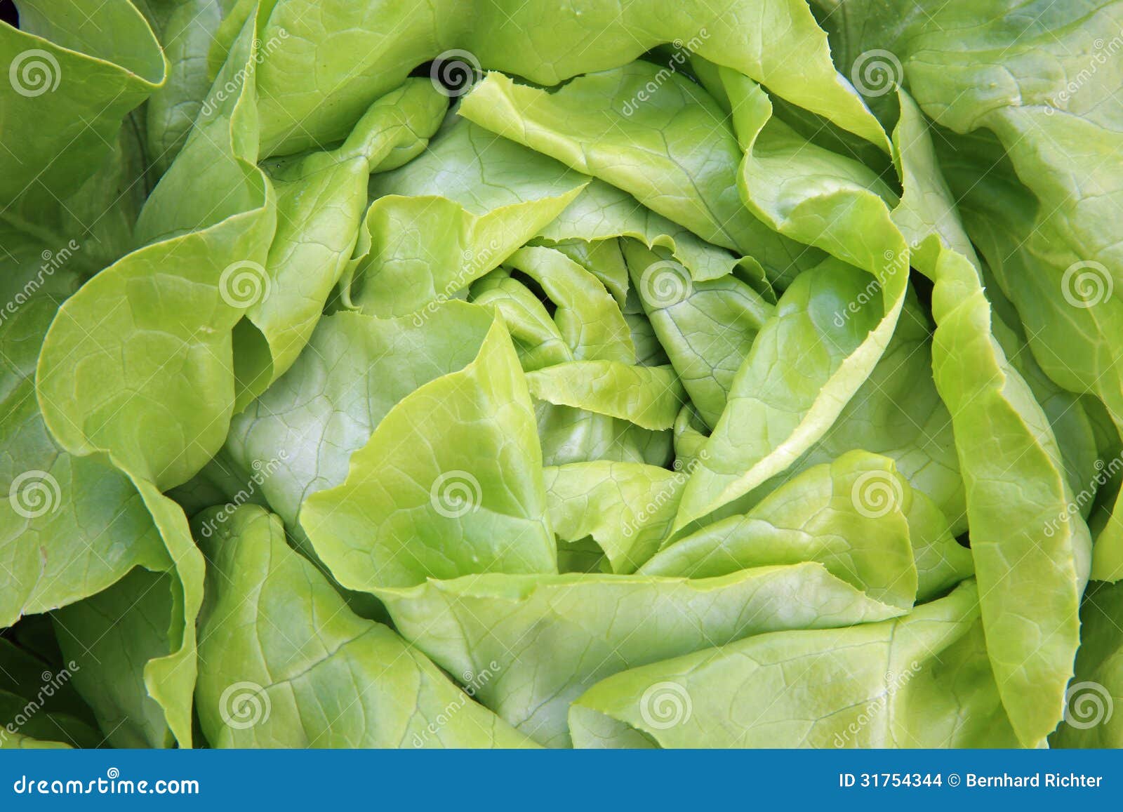 Lechuga de Butterhead foto de archivo. Imagen de campo - 31754344