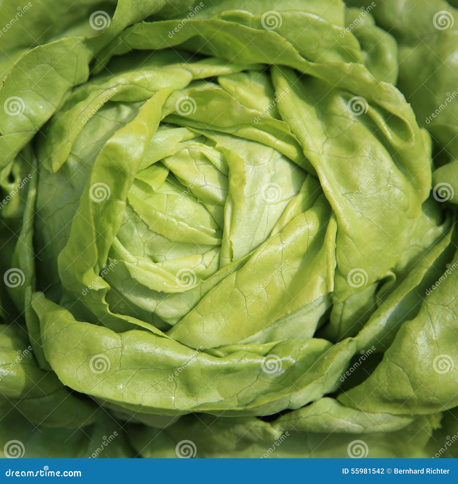 Lechuga de Butterhead foto de archivo. Imagen de hoja - 55981542