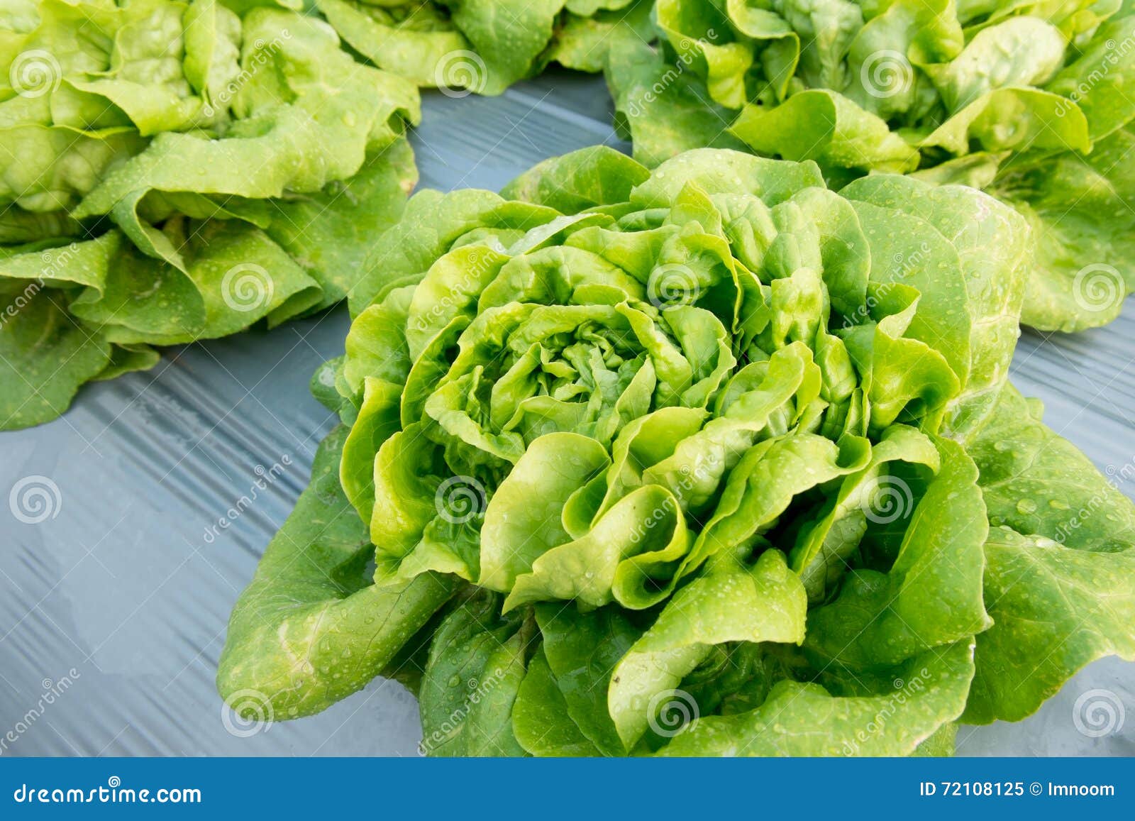 Lechuga de Butterhead imagen de archivo. Imagen de campo - 72108125