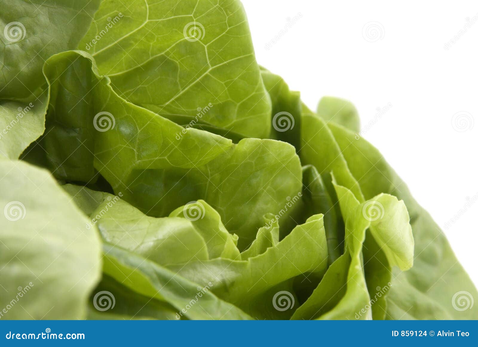 Lechuga de Butterhead foto de archivo. Imagen de mantequilla - 859124
