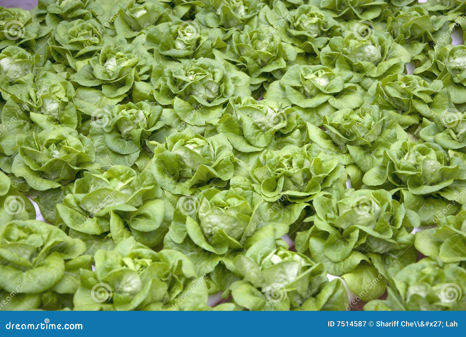 Lechuga De Butterhead Orgánico Cultivada Imagen de archivo - Imagen de ...