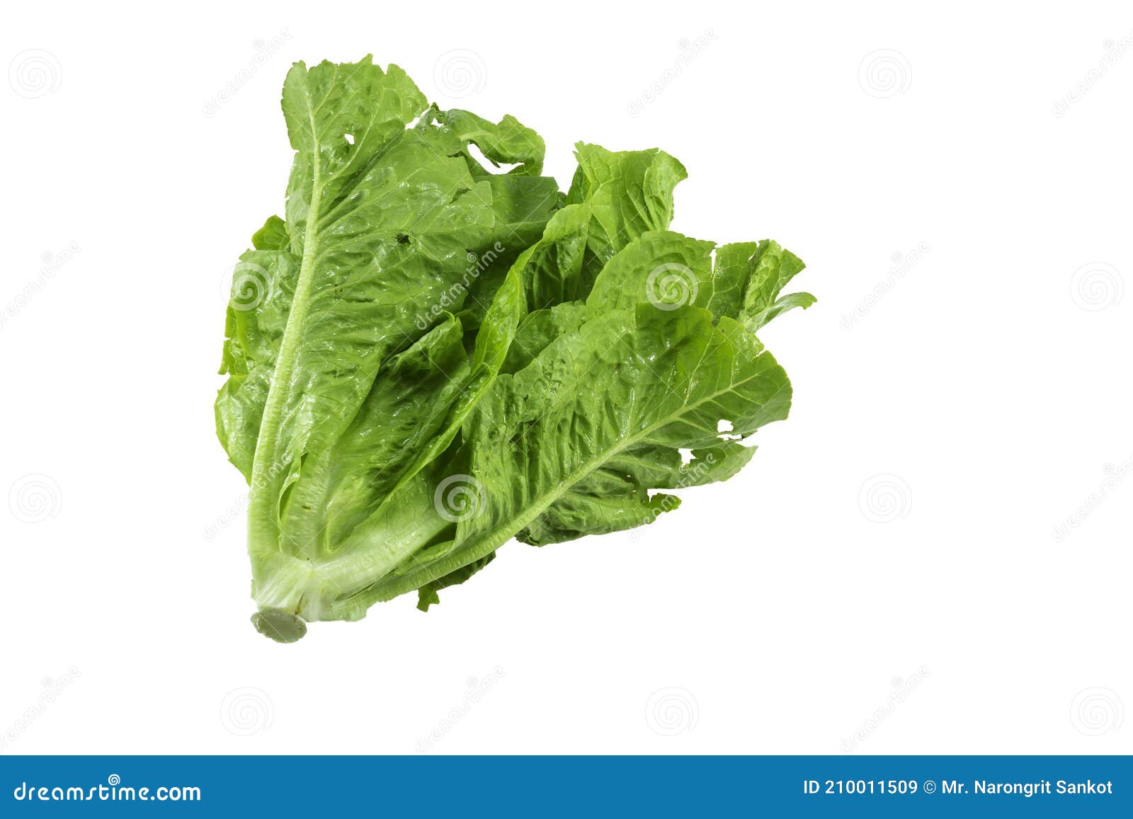 Lechuga de col imagen de archivo. Imagen de agricultura - 210011509