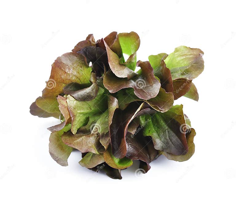 Lechuga de col roja imagen de archivo. Imagen de comer - 30142379