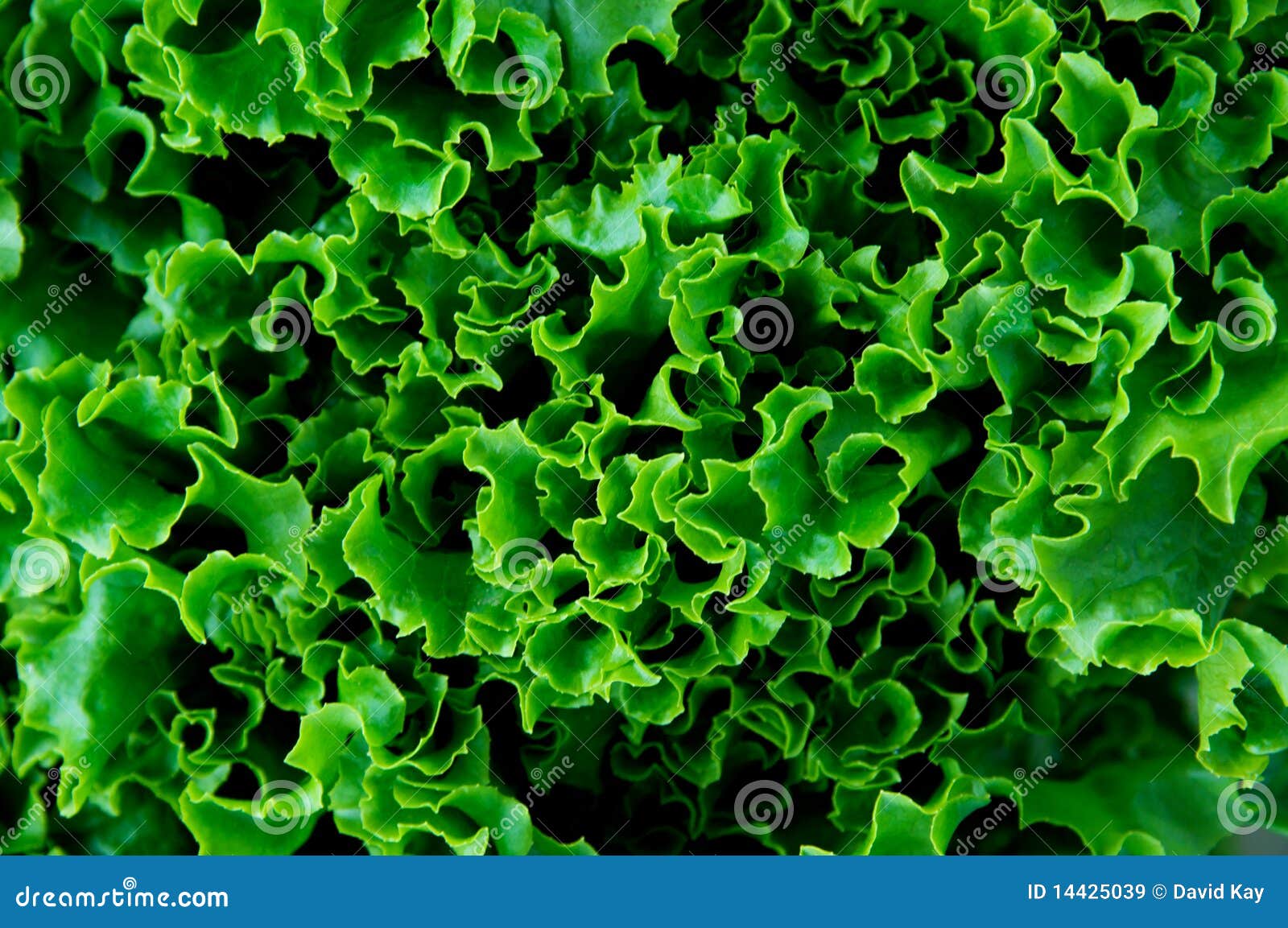 Lechuga de hoja rizada imagen de archivo. Imagen de color - 14425039