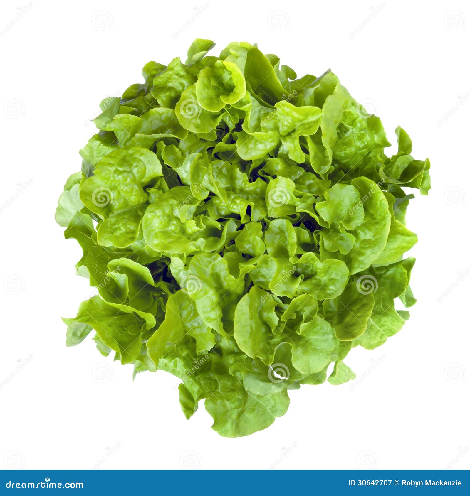 Lechuga De Hoja Rizada Aislada Imagen de archivo - Imagen de decorativo ...