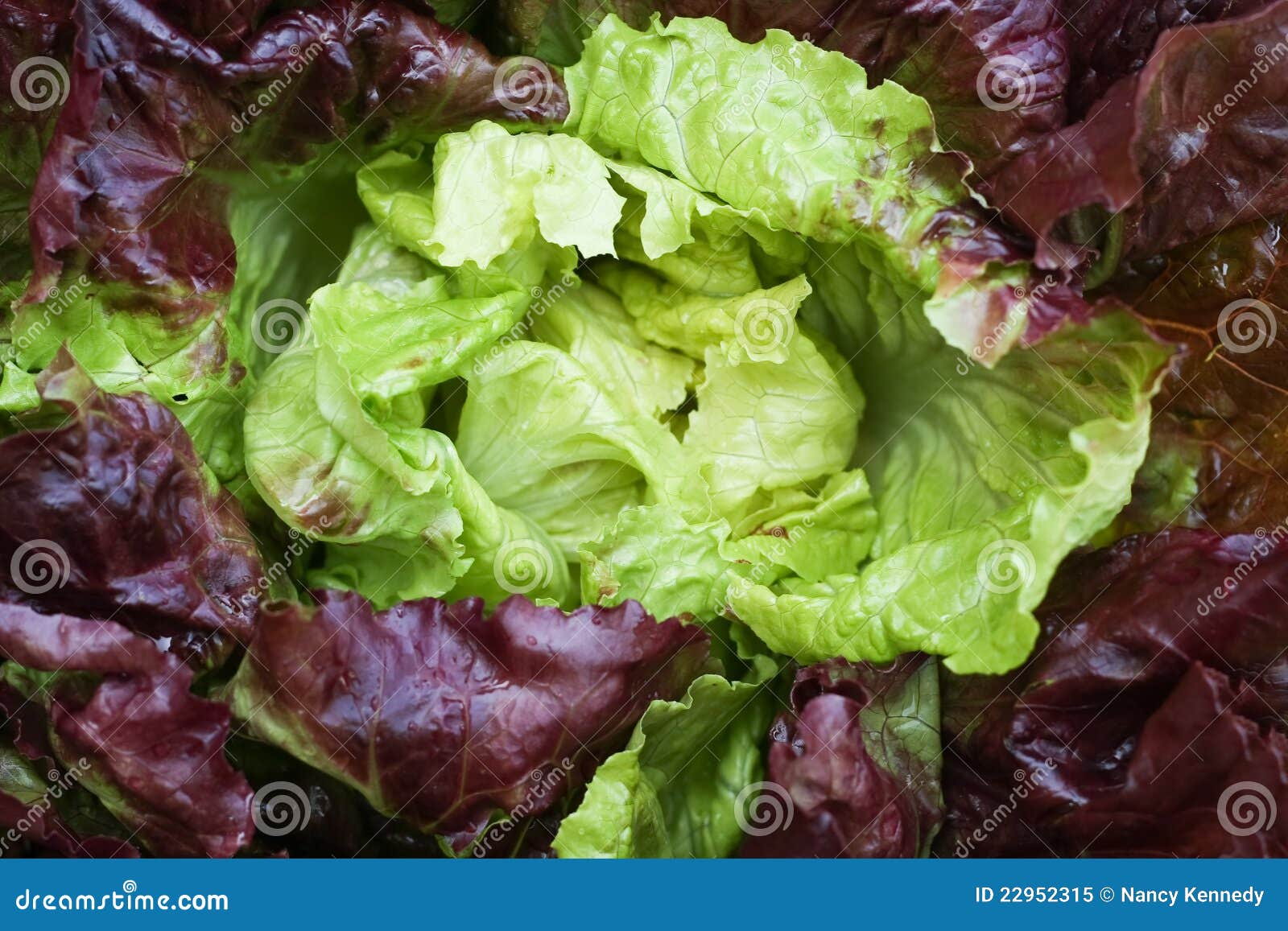 Lechuga de hoja roja imagen de archivo. Imagen de lechuga - 22952315