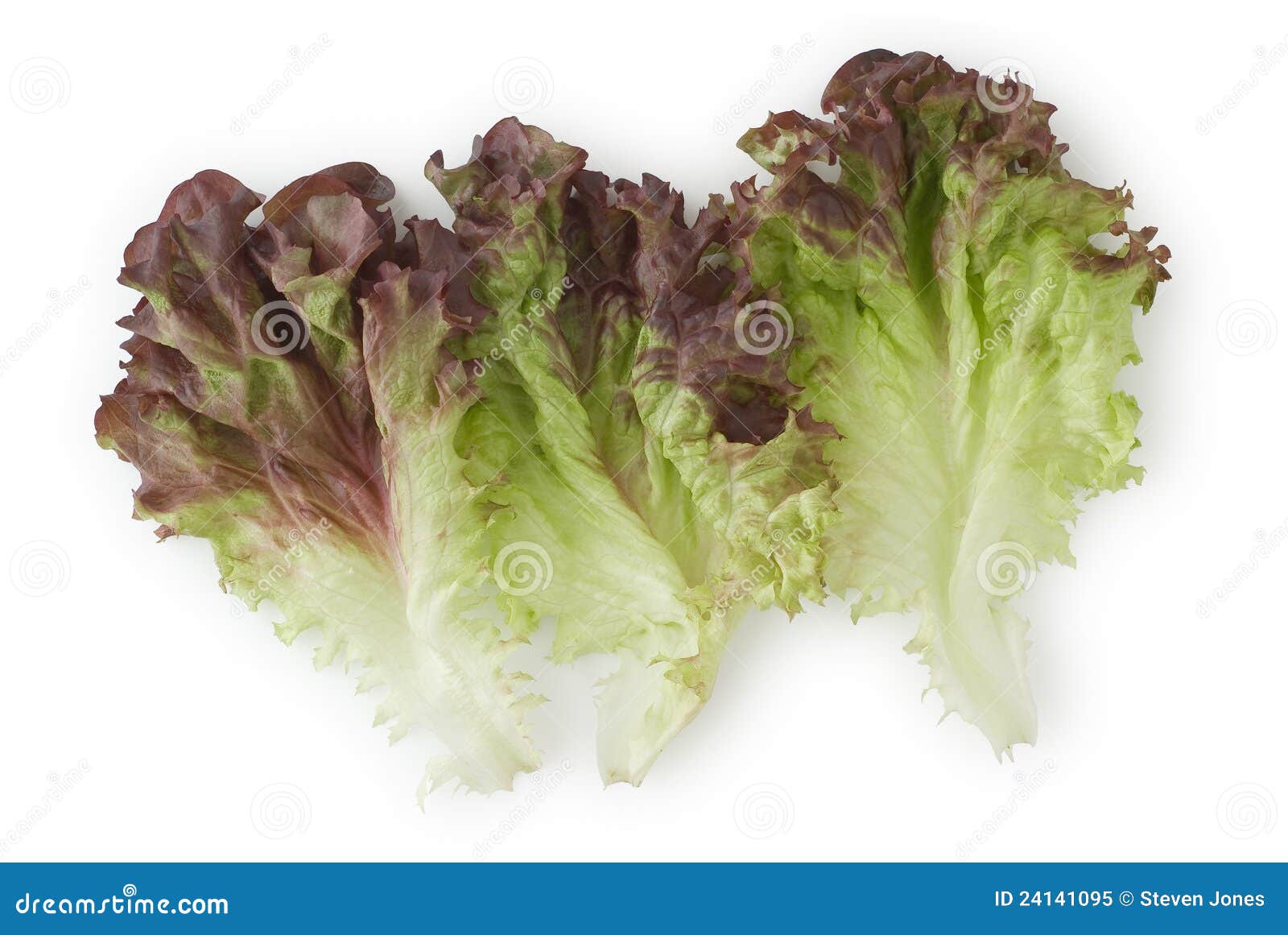 Lechuga de hoja roja imagen de archivo. Imagen de fibra - 24141095