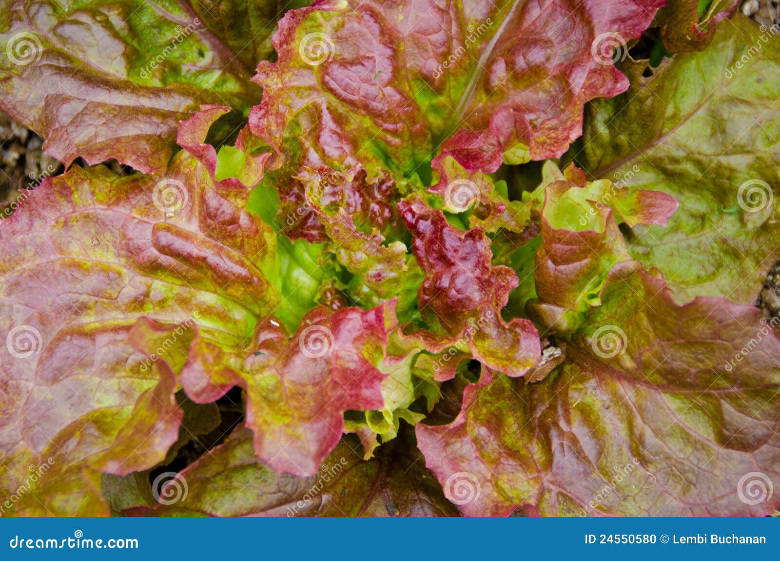 Lechuga de hoja roja foto de archivo. Imagen de lechuga - 24550580