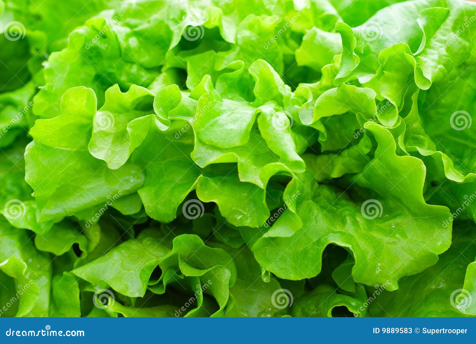 Lechuga De Hoja Verde Fresca Imagen de archivo - Imagen de frescura ...