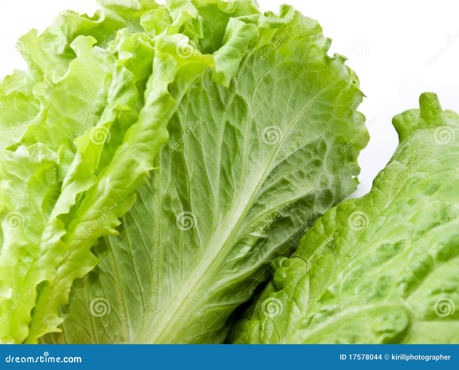 Lechuga de hojas foto de archivo. Imagen de comer, ingrediente - 17578044