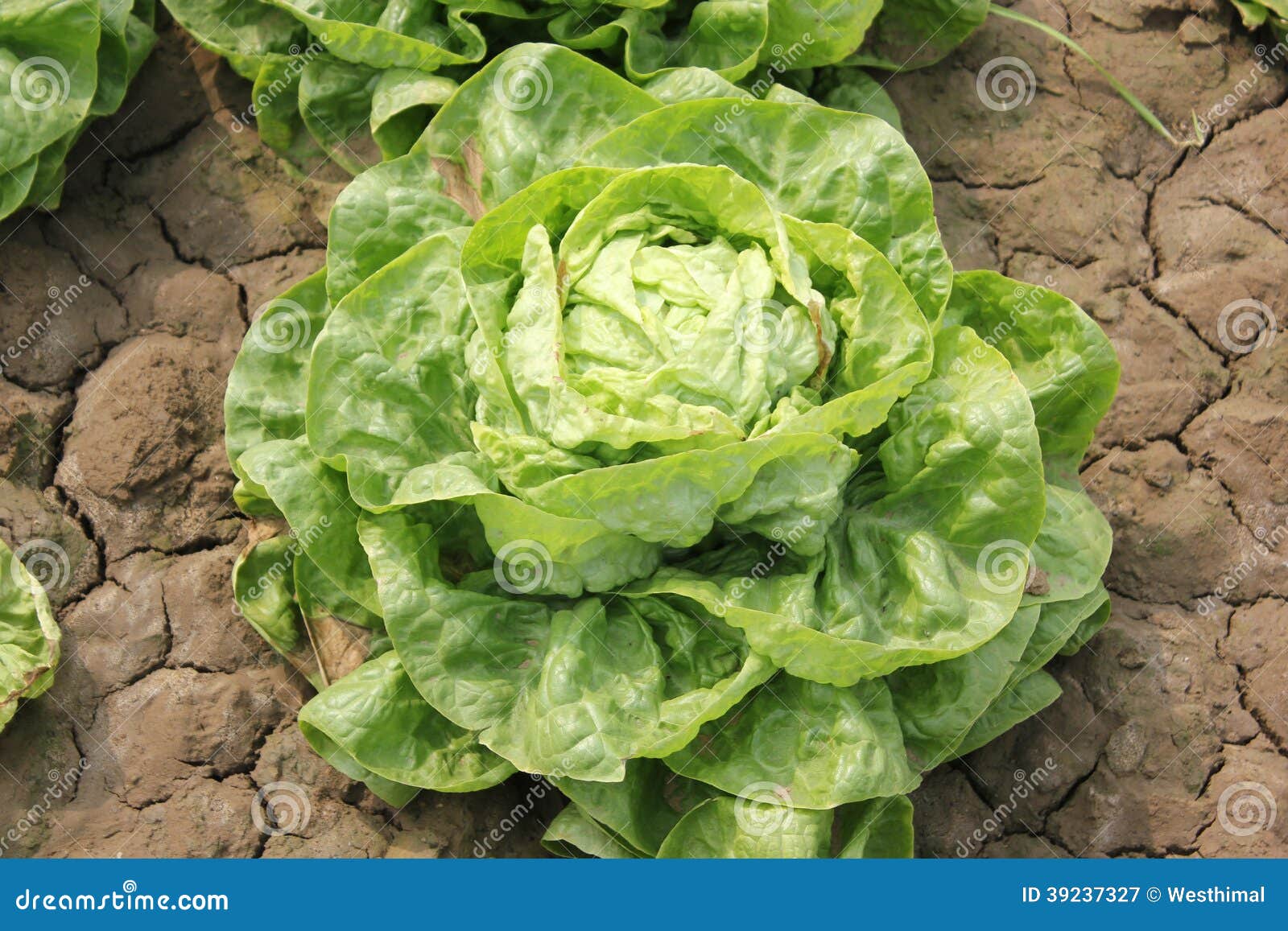 Lechuga de iceberg imagen de archivo. Imagen de firmemente - 39237327