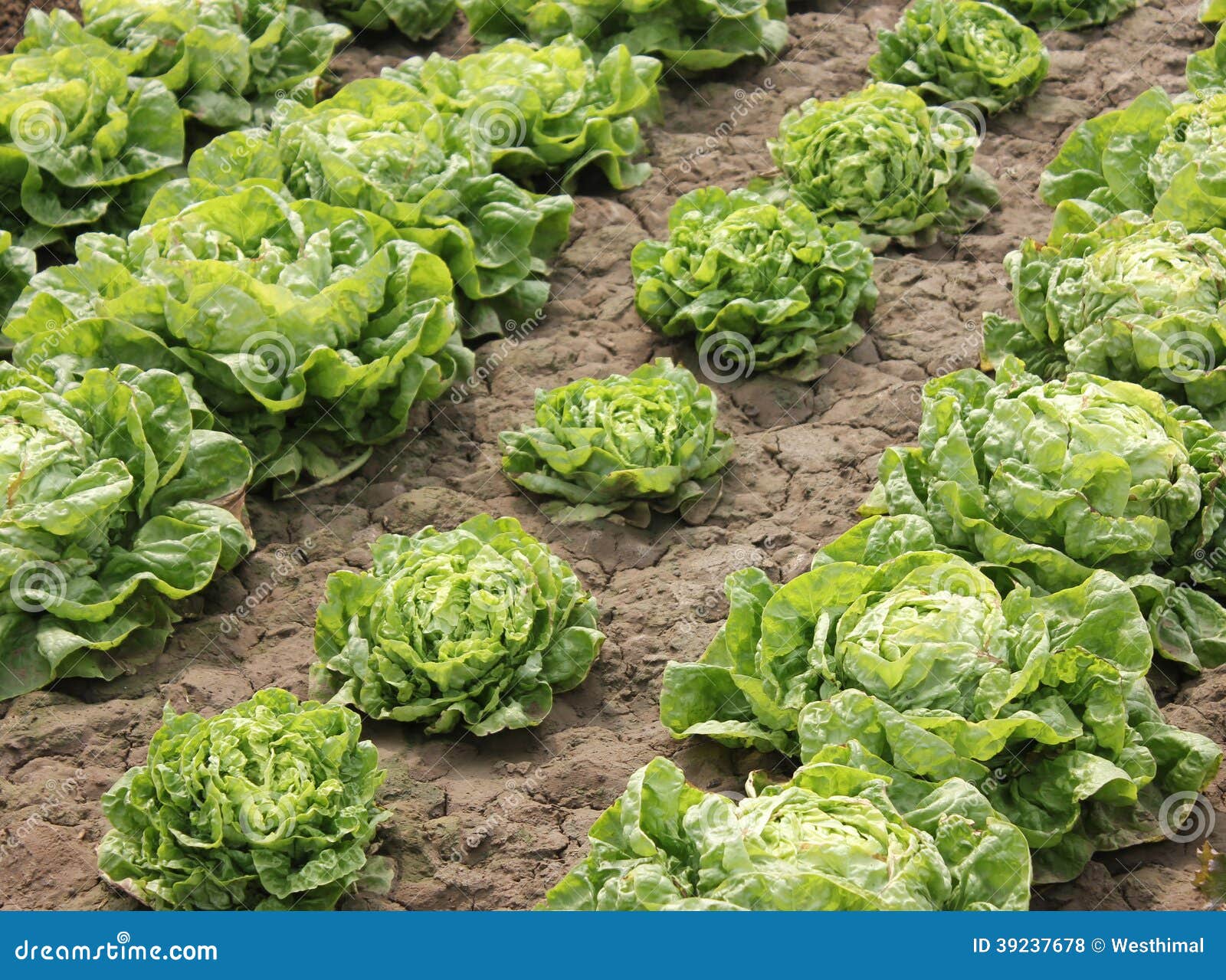 Lechuga de iceberg foto de archivo. Imagen de lechuga - 39237678