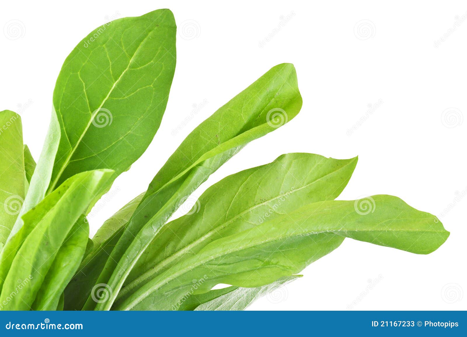 Lechuga de la achicoria imagen de archivo. Imagen de cierre - 21167233