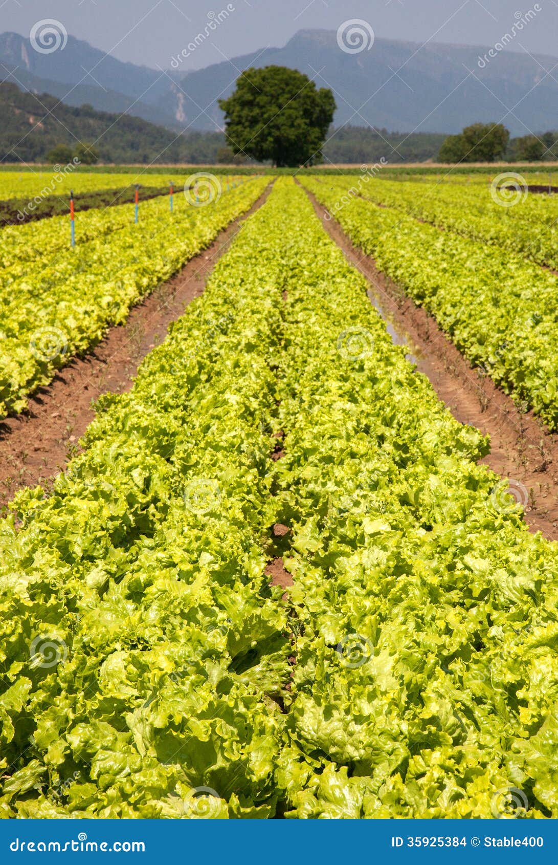 Lechuga de la agricultura foto de archivo. Imagen de comestibles - 35925384