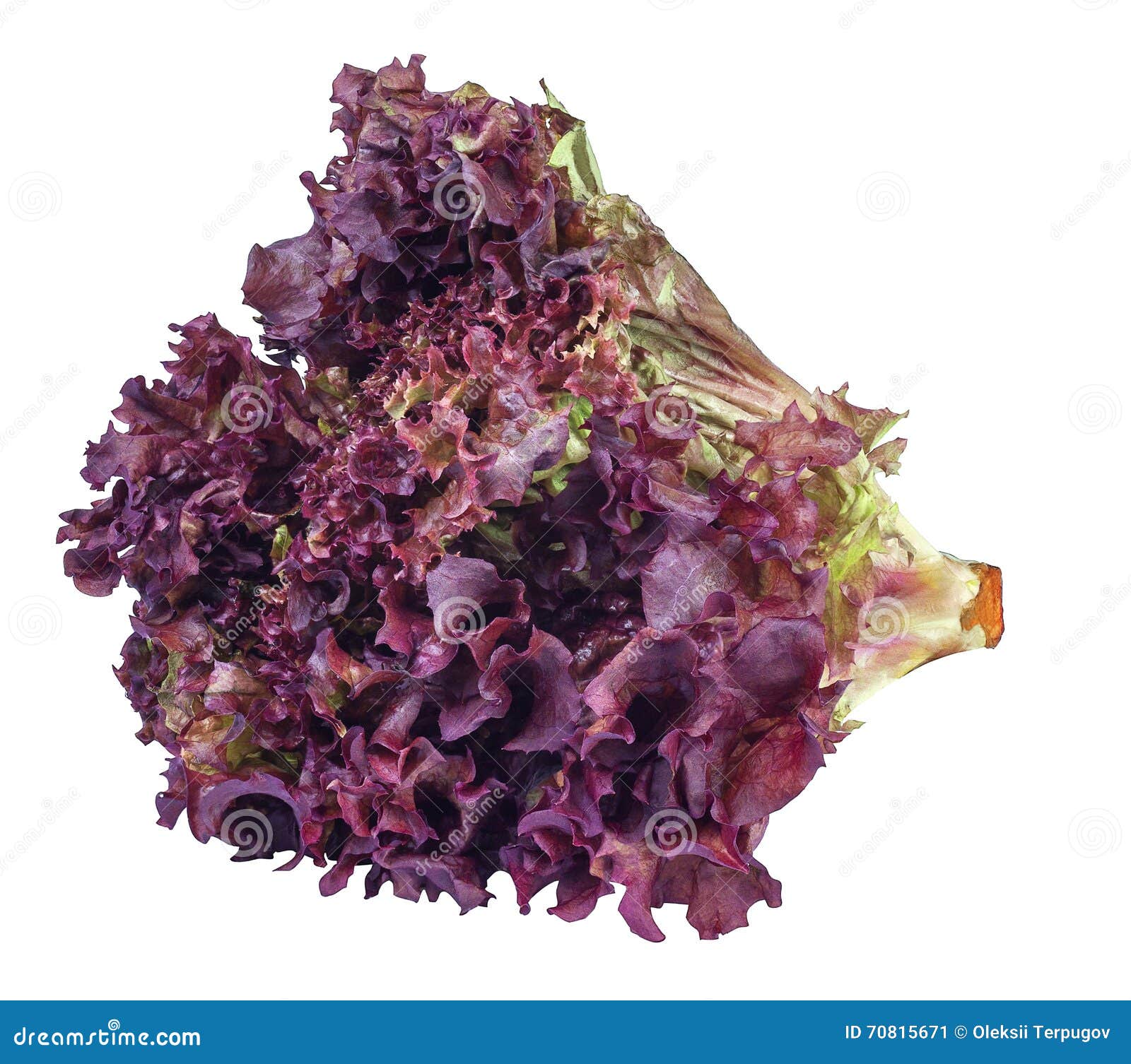 Lechuga De Lollo Rosso Aislada En El Fondo Blanco Imagen de archivo ...