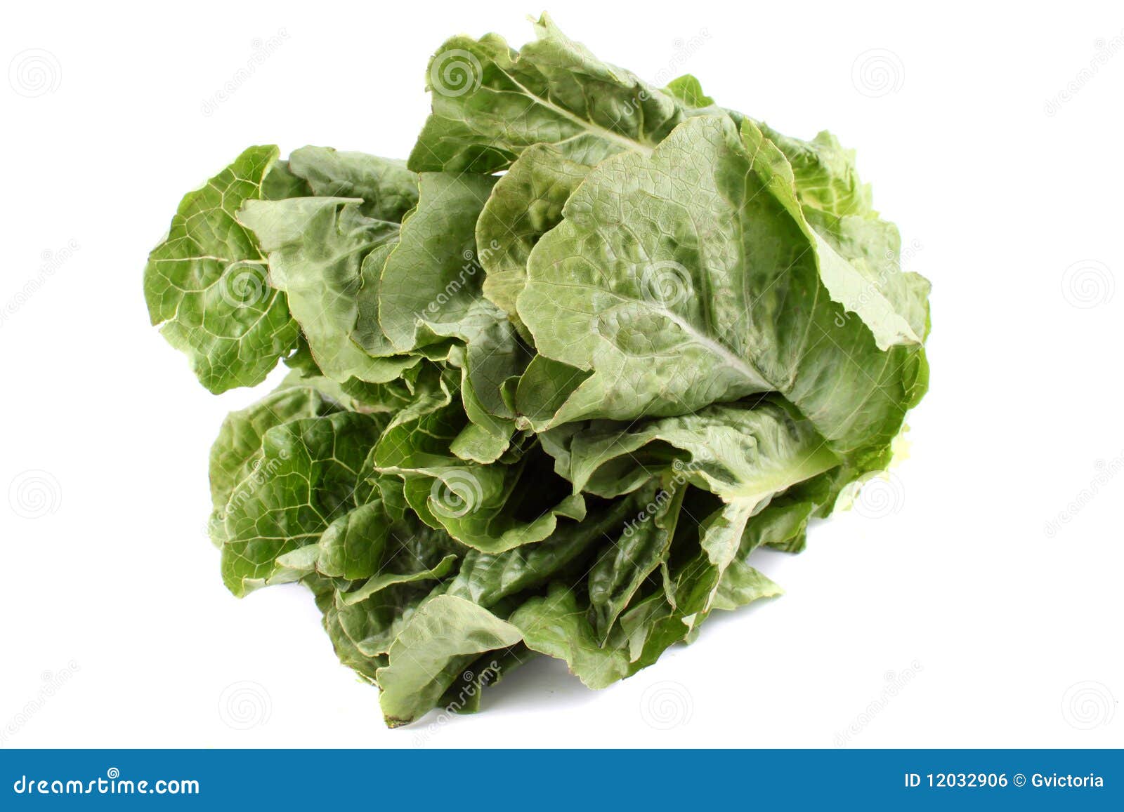Lechuga de Romaine foto de archivo. Imagen de sano, verduras - 12032906