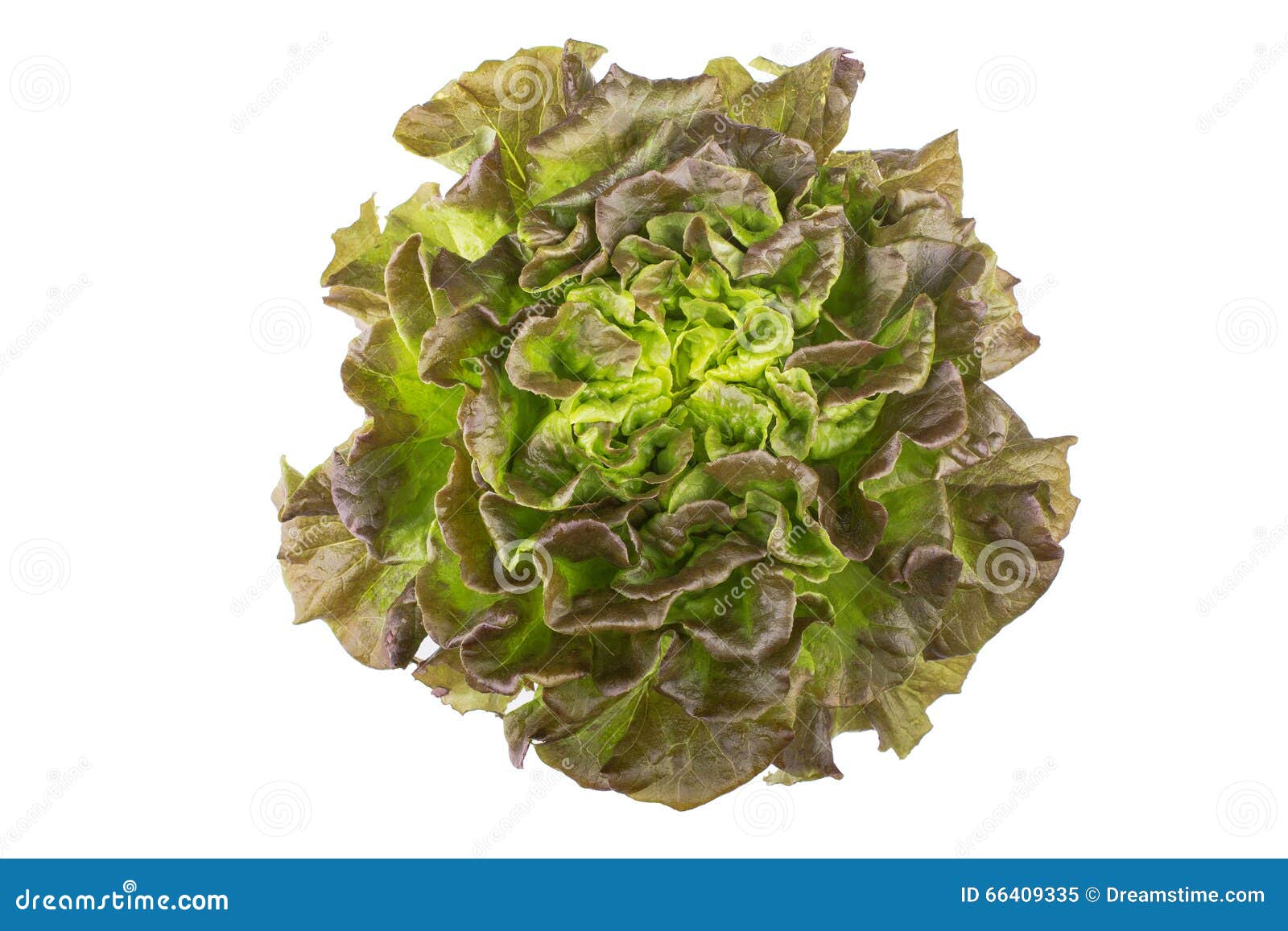 Lechuga De Salanova En El Fondo Blanco Imagen de archivo - Imagen de ...