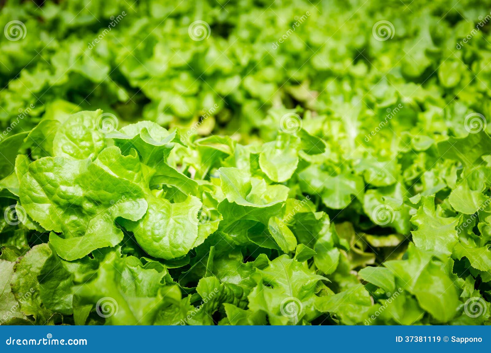 Lechuga del Verde-coral imagen de archivo. Imagen de granja - 37381119