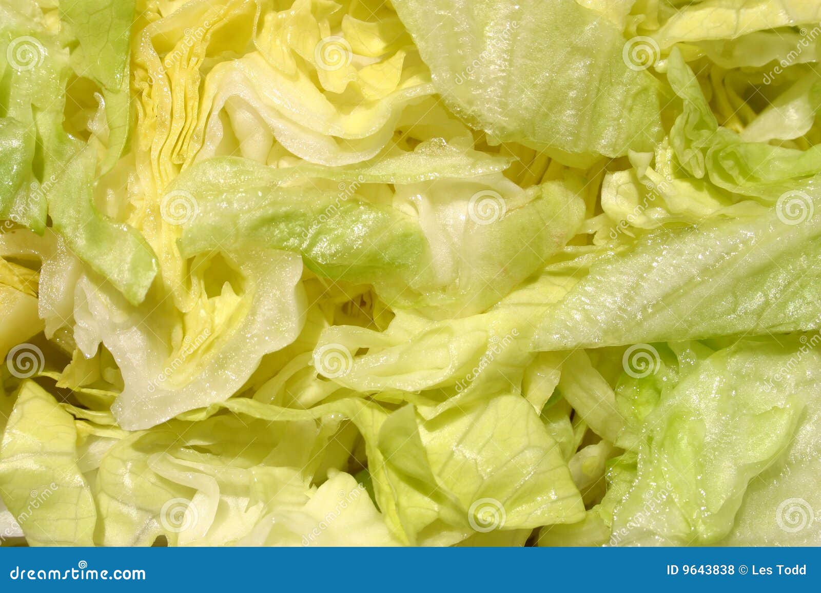 Lechuga destrozada fresca foto de archivo. Imagen de destrozado - 9643838