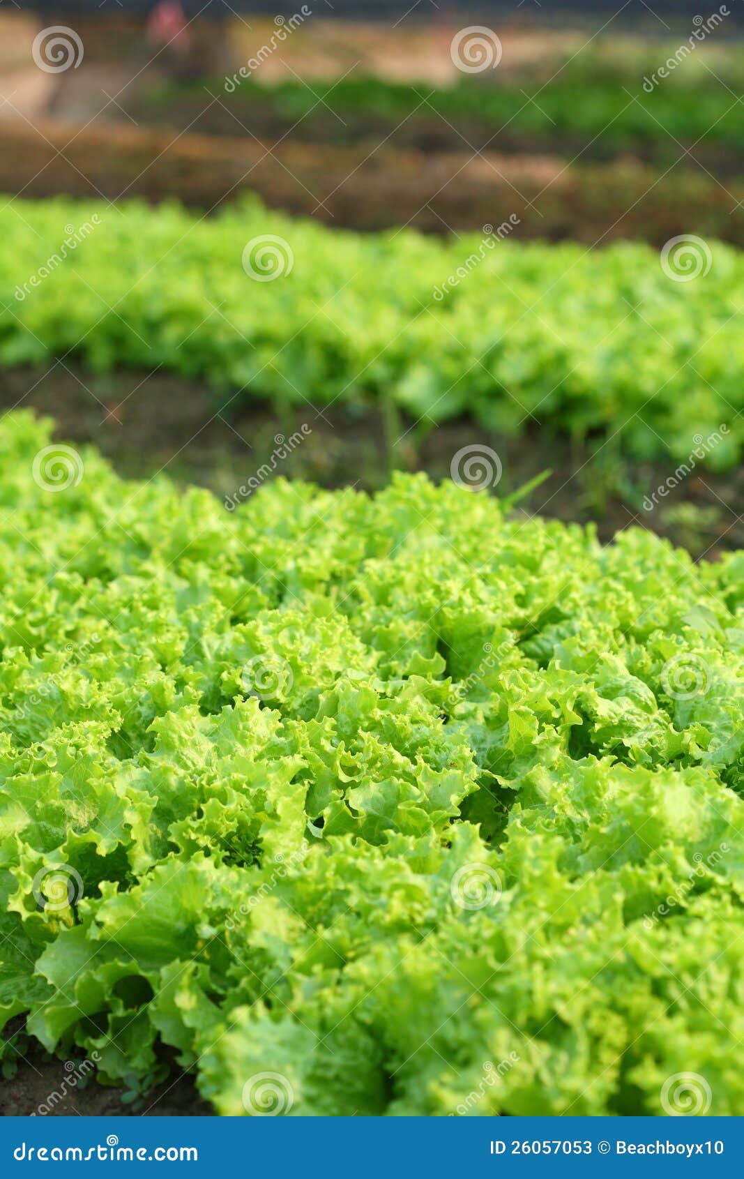 Lechuga en campo imagen de archivo. Imagen de tierra - 26057053