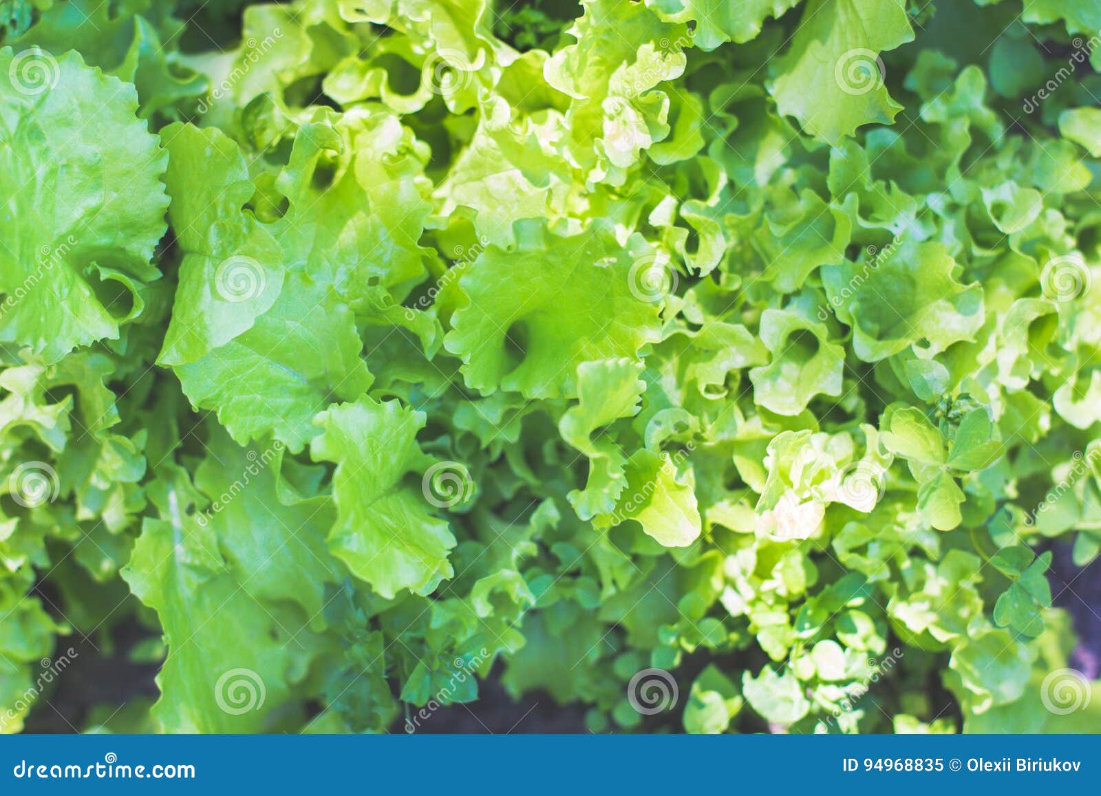 Lechuga En El Huerto, Primer Imagen de archivo - Imagen de ensalada ...