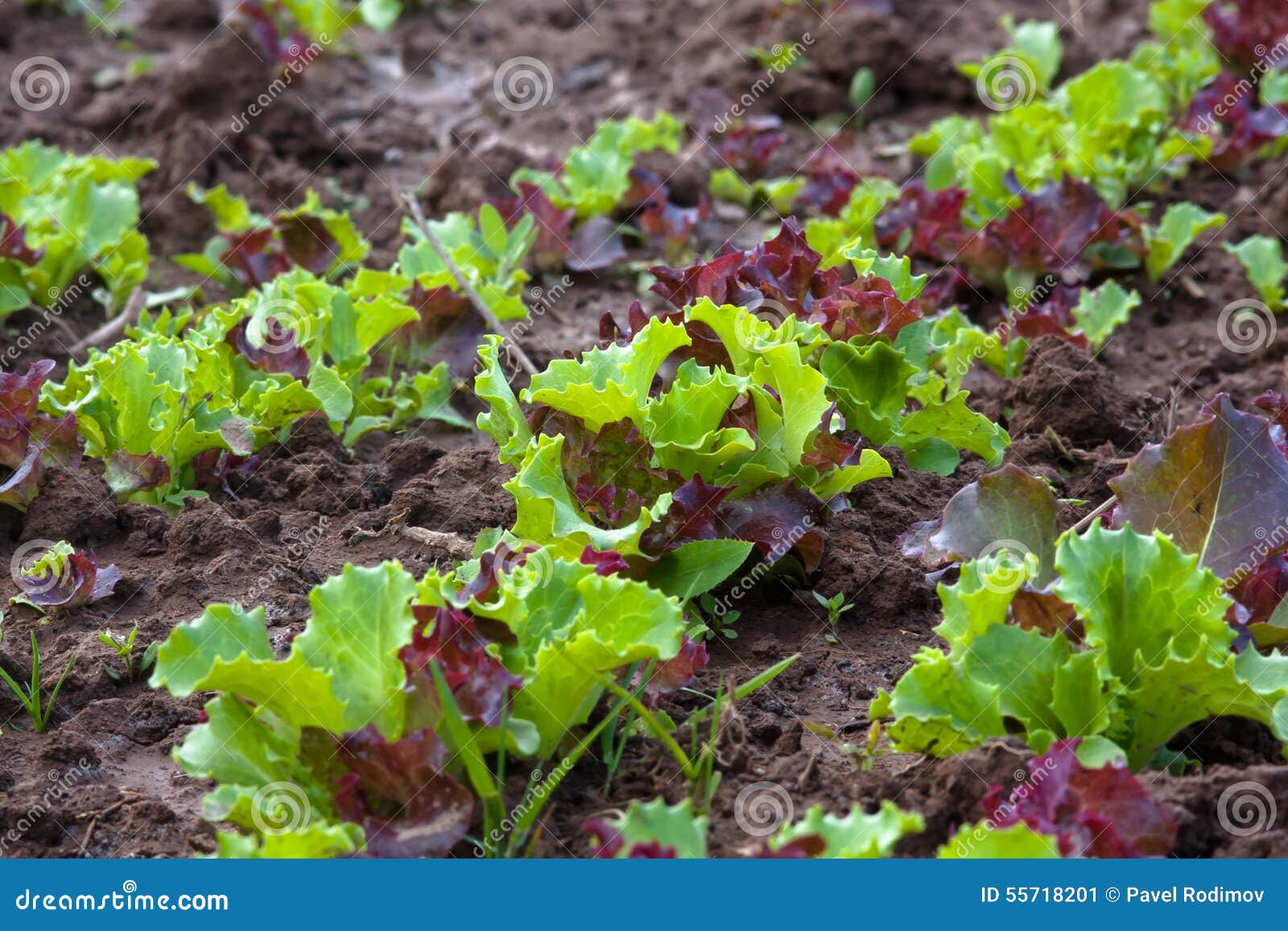 Lechuga en huerto imagen de archivo. Imagen de rural - 55718201