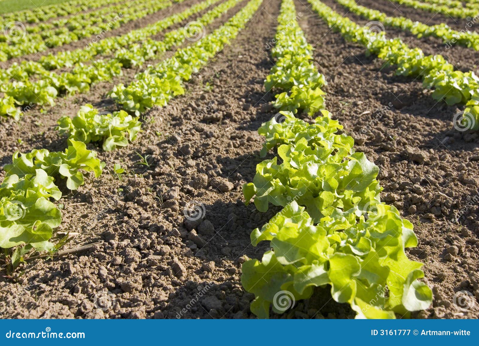 Lechuga en un campo imagen de archivo. Imagen de ensalada - 3161777