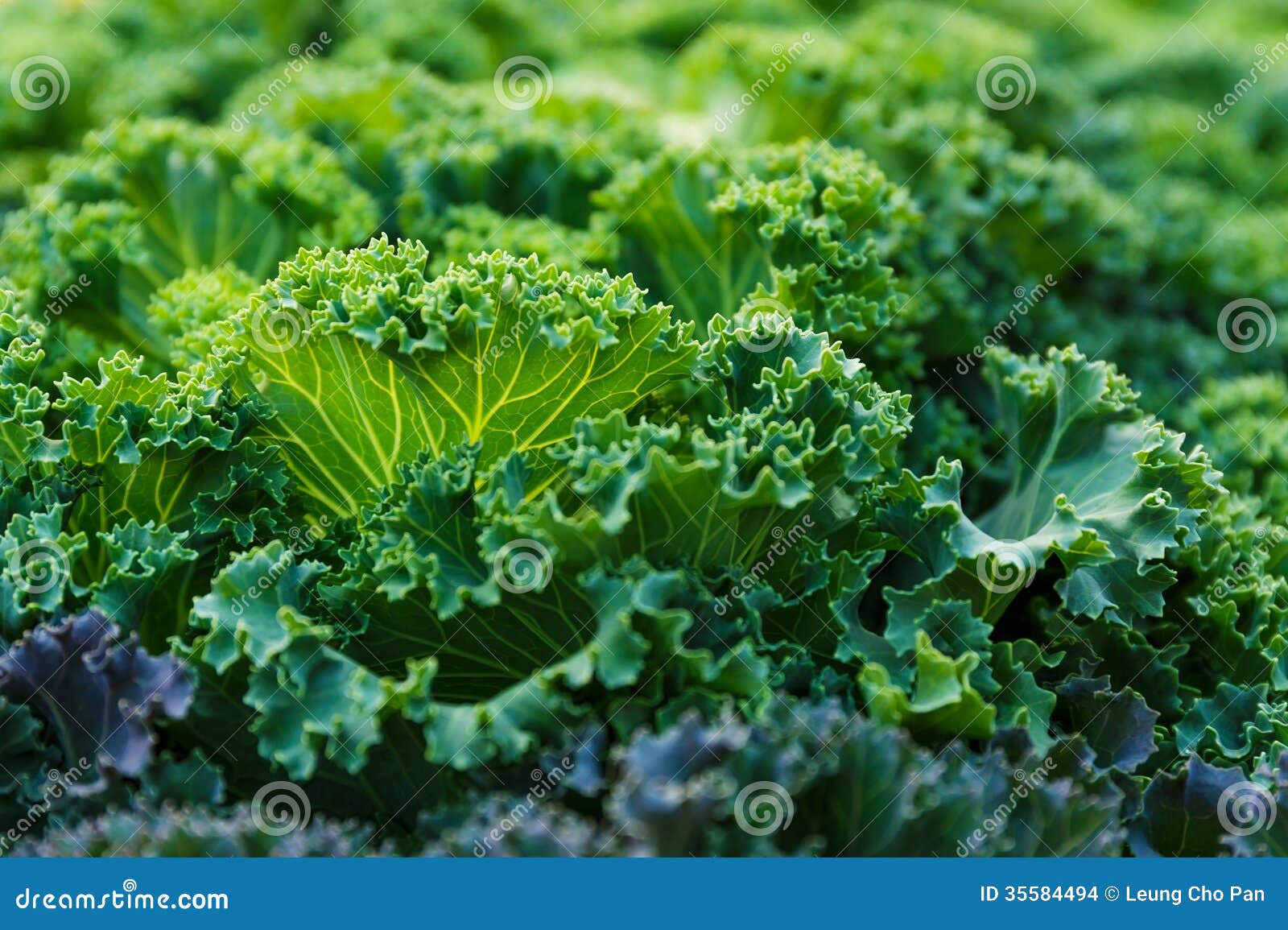 Lechuga fresca foto de archivo. Imagen de agricultura - 35584494