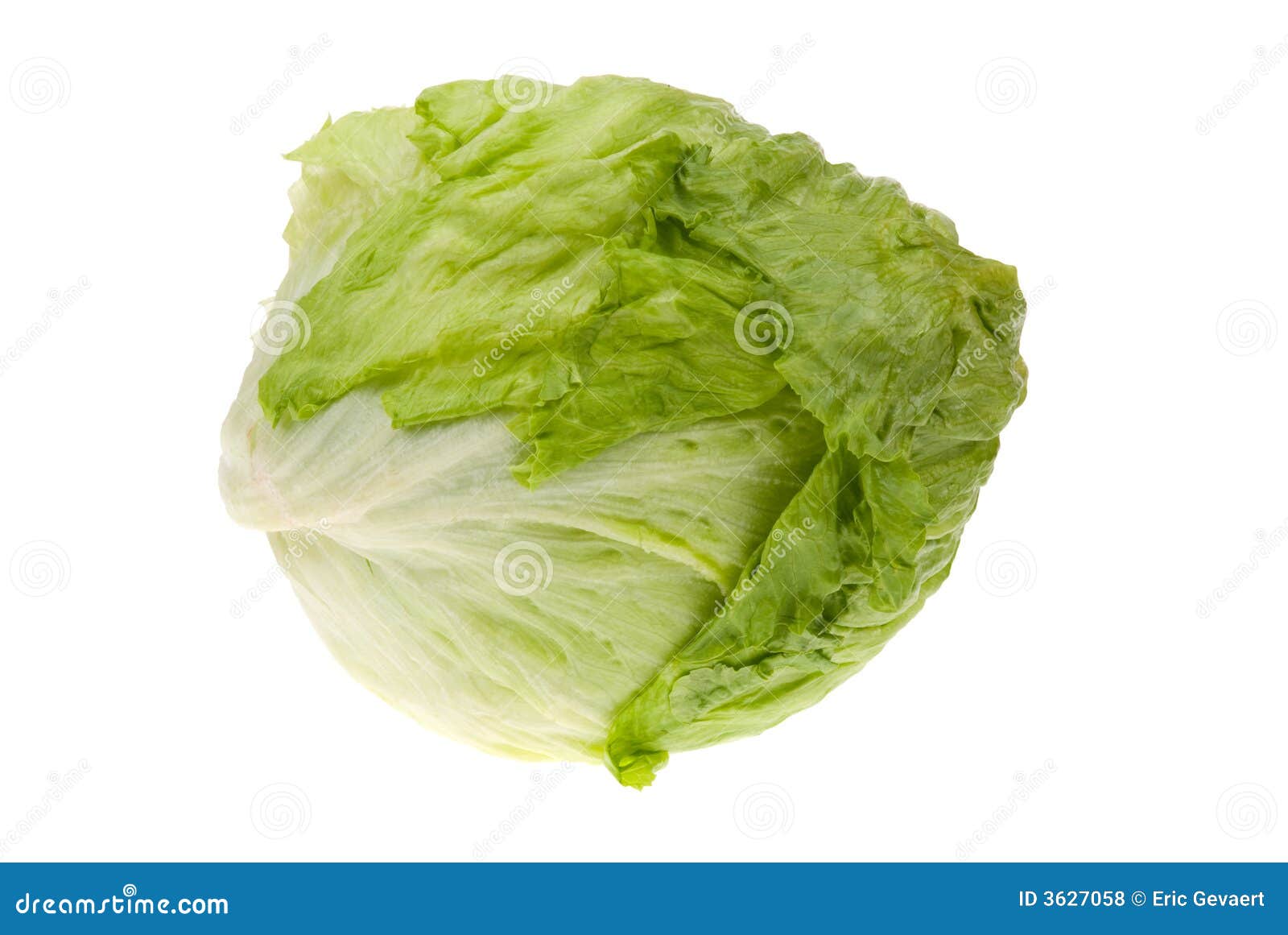 Lechuga fresca foto de archivo. Imagen de cosecha, comer - 3627058