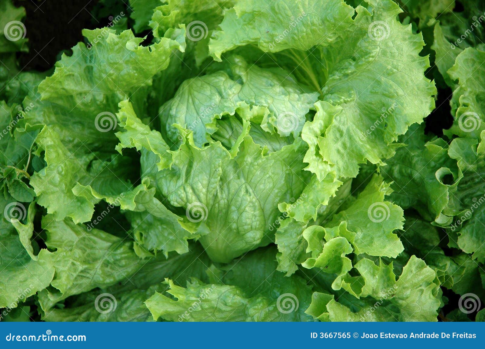 Lechuga fresca imagen de archivo. Imagen de apetito, travieso - 3667565