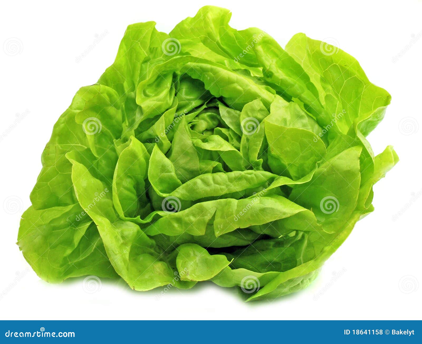 Lechuga Fresca De La Ensalada Foto de archivo - Imagen de primer ...