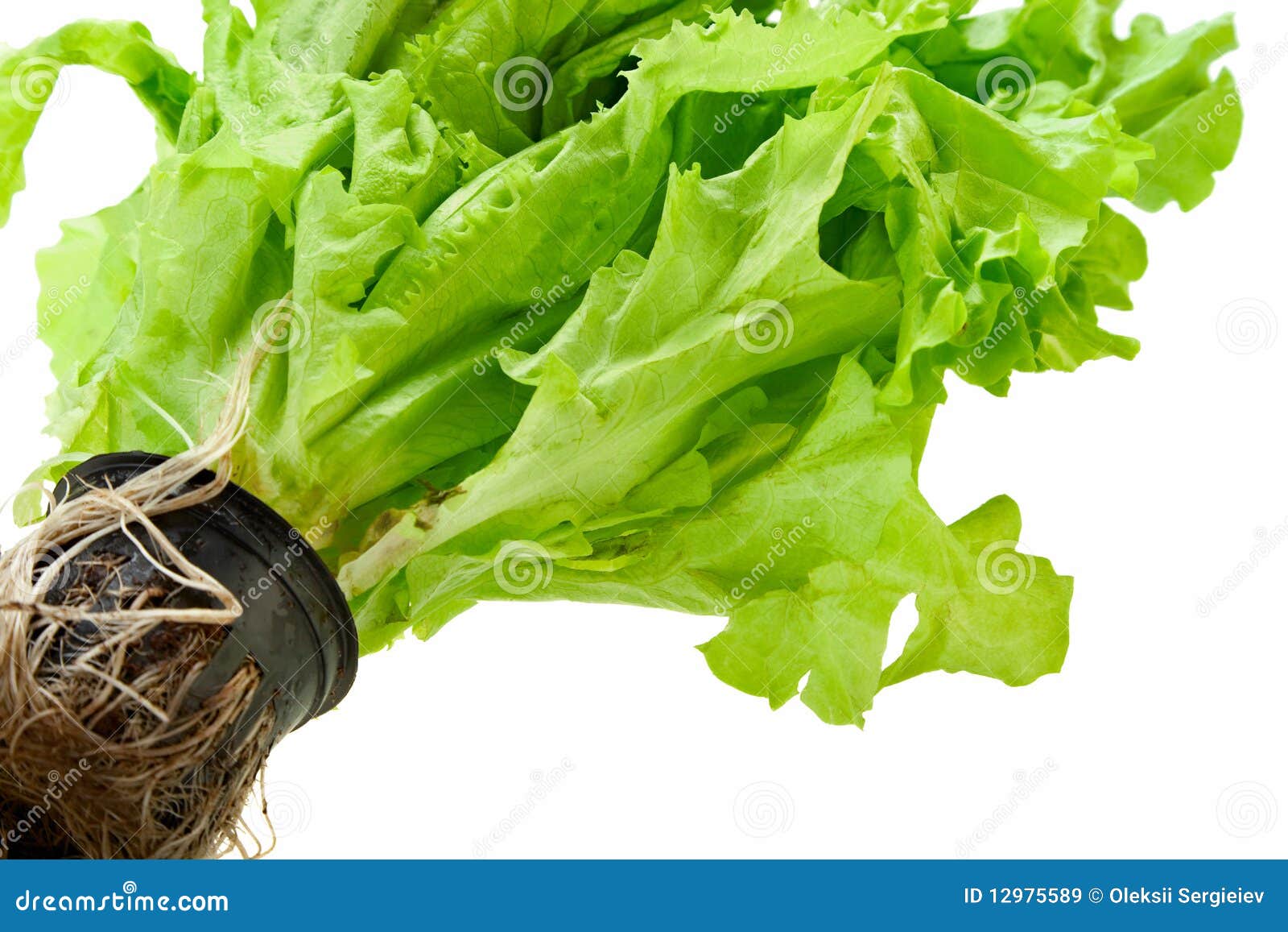 Lechuga Fresca De La Planta Verde Imagen de archivo - Imagen de cierre ...