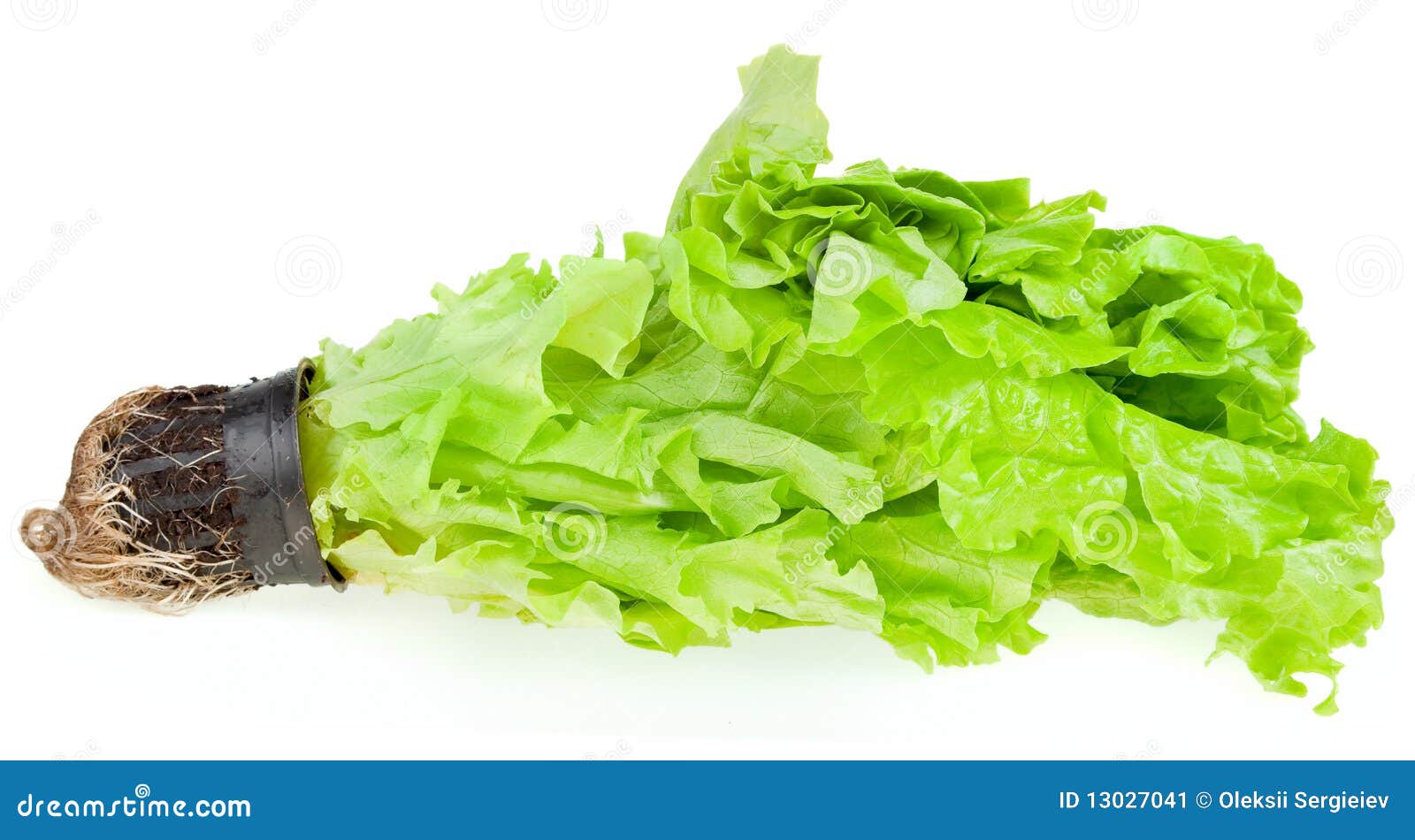 Lechuga Fresca De La Planta Verde Imagen de archivo - Imagen de ...