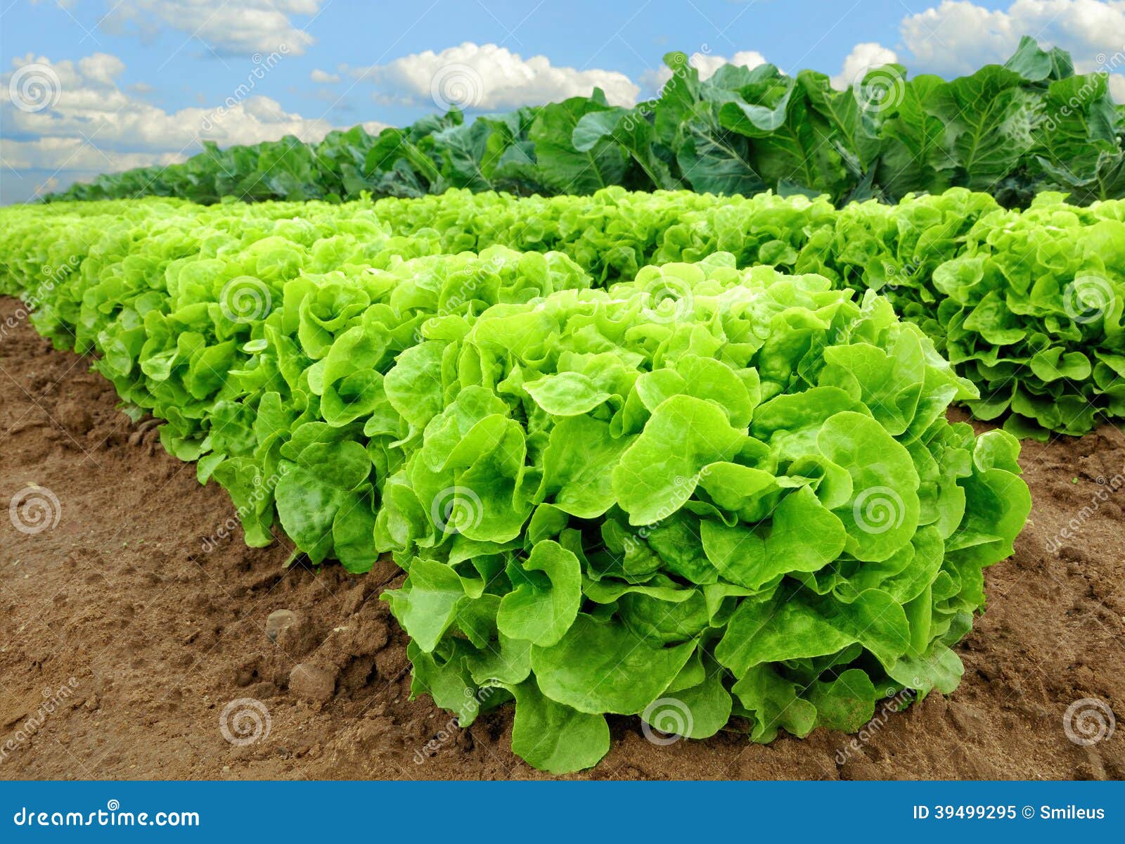 Lechuga fresca en un campo imagen de archivo. Imagen de hierbas - 39499295
