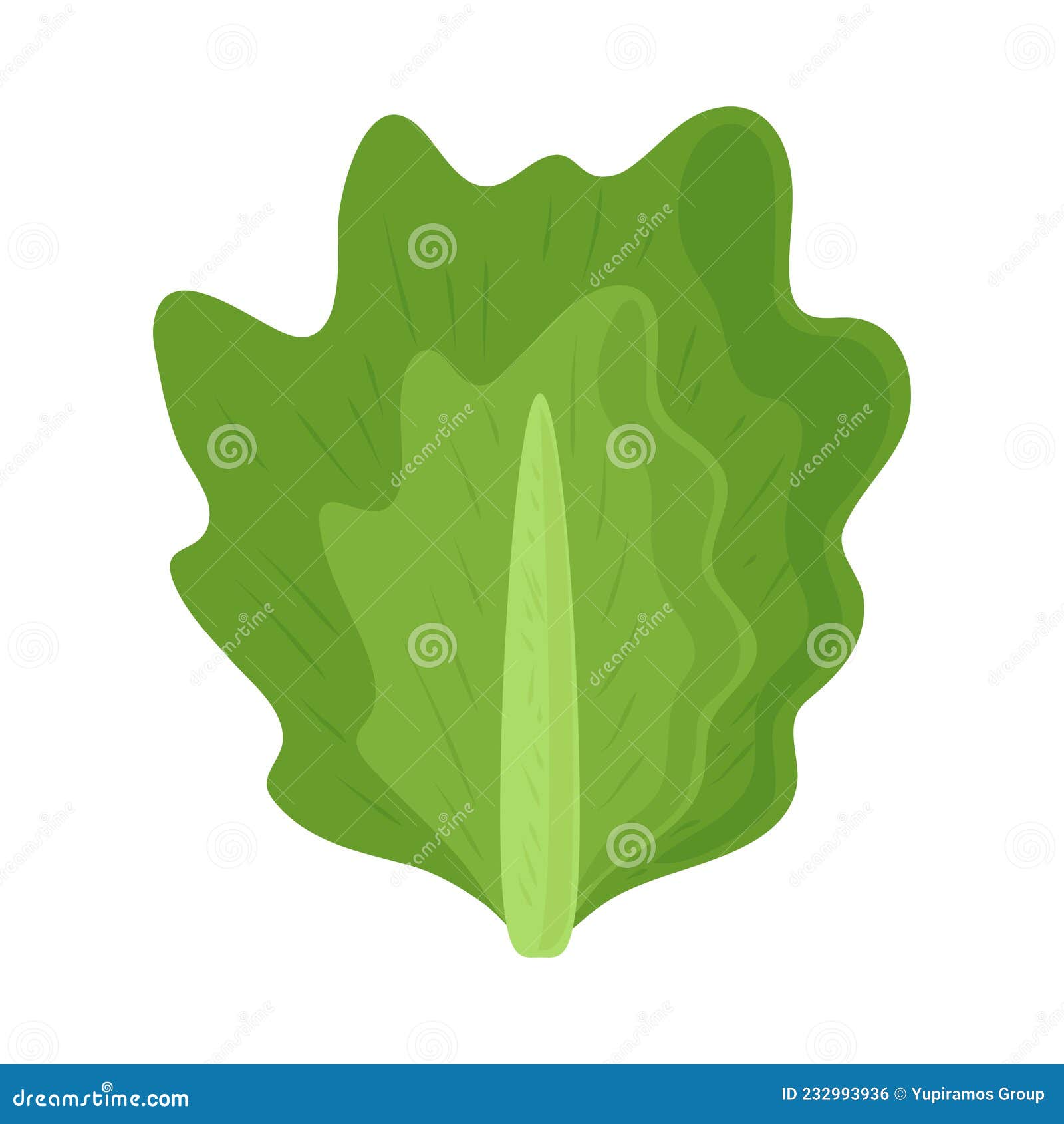Lechuga fresca ilustración del vector. Ilustración de lechuga - 232993936
