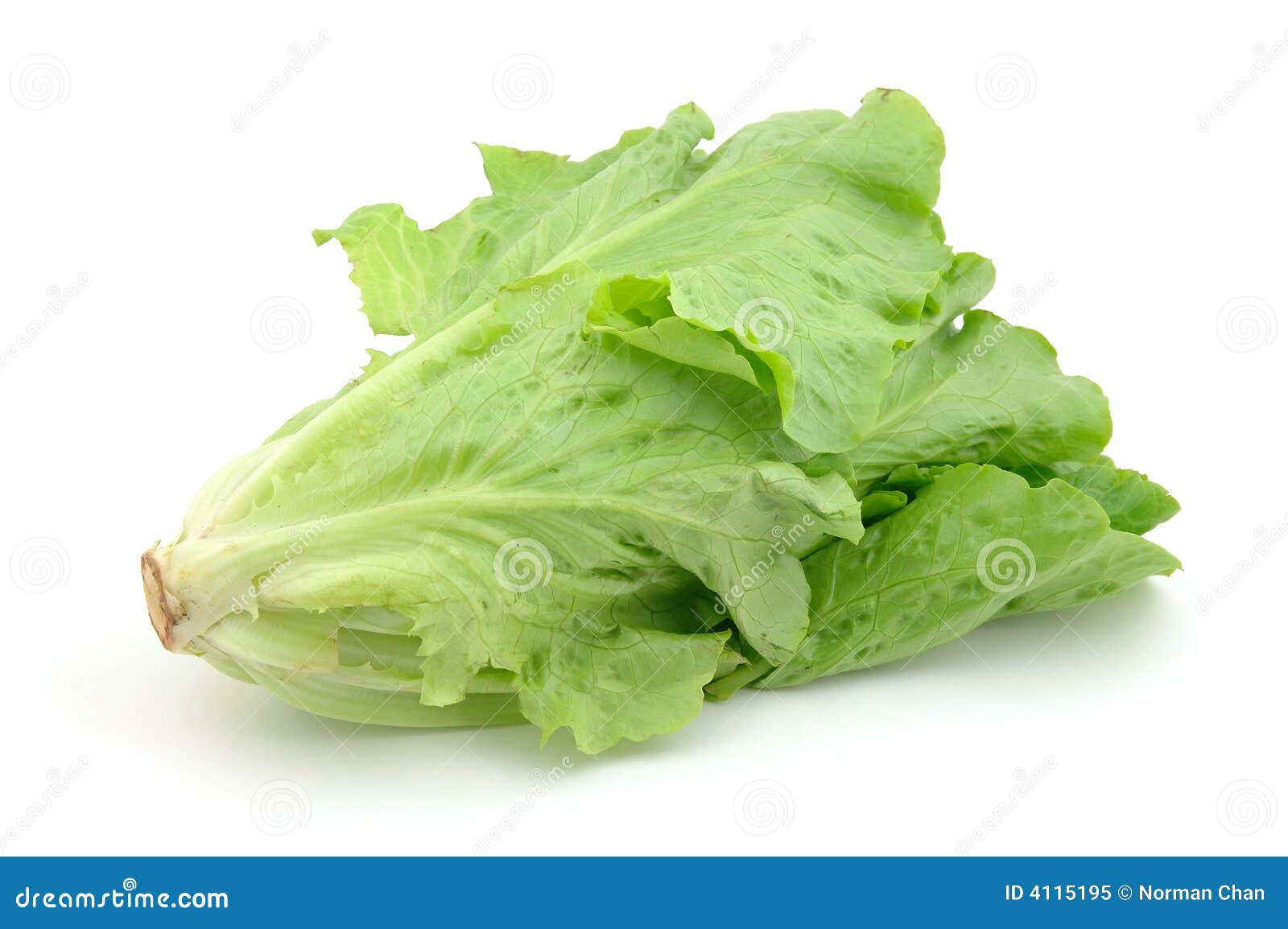 Lechuga italiana imagen de archivo. Imagen de coma, verde - 4115195