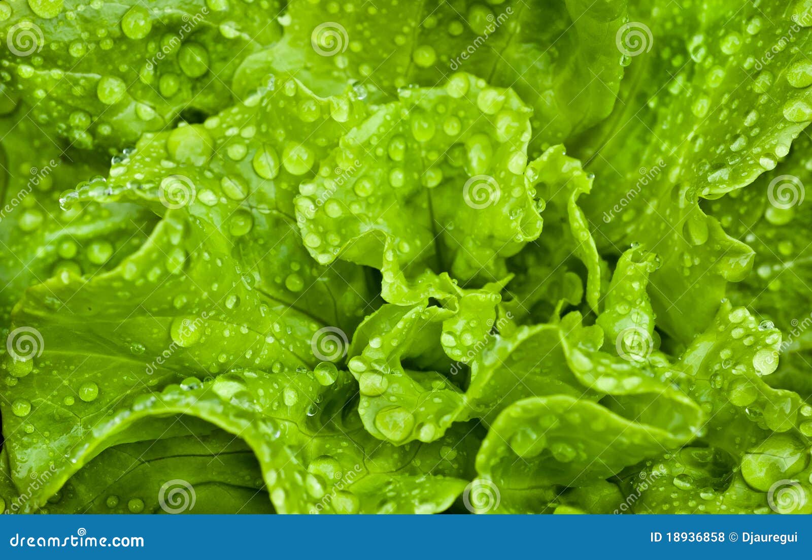 Lechuga orgánica fresca foto de archivo. Imagen de frescura - 18936858