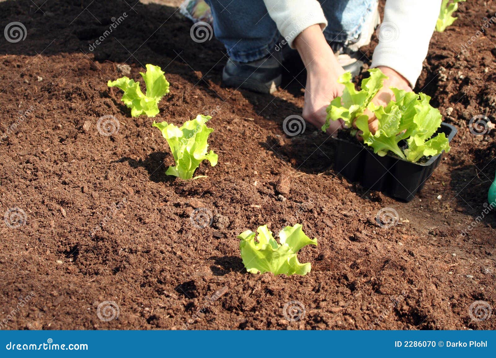Lechuga a Plantar En Suelo Fresco Foto de archivo - Imagen de suelo ...