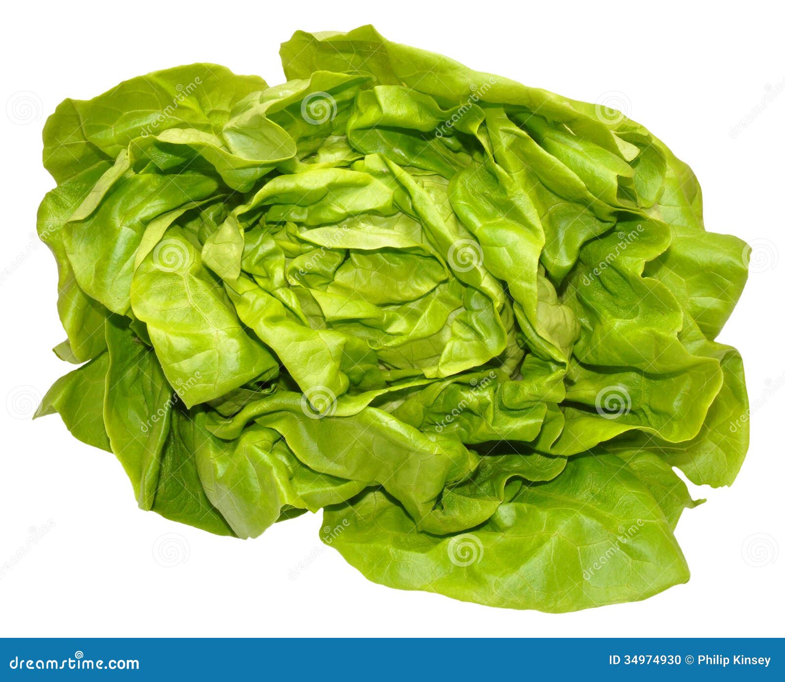 Lechuga redonda foto de archivo. Imagen de fresco, sano - 34974930