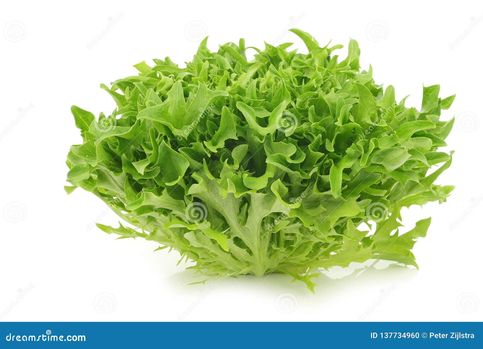 Lechuga Rizada Recién Cosechada Foto de archivo - Imagen de lechuga ...