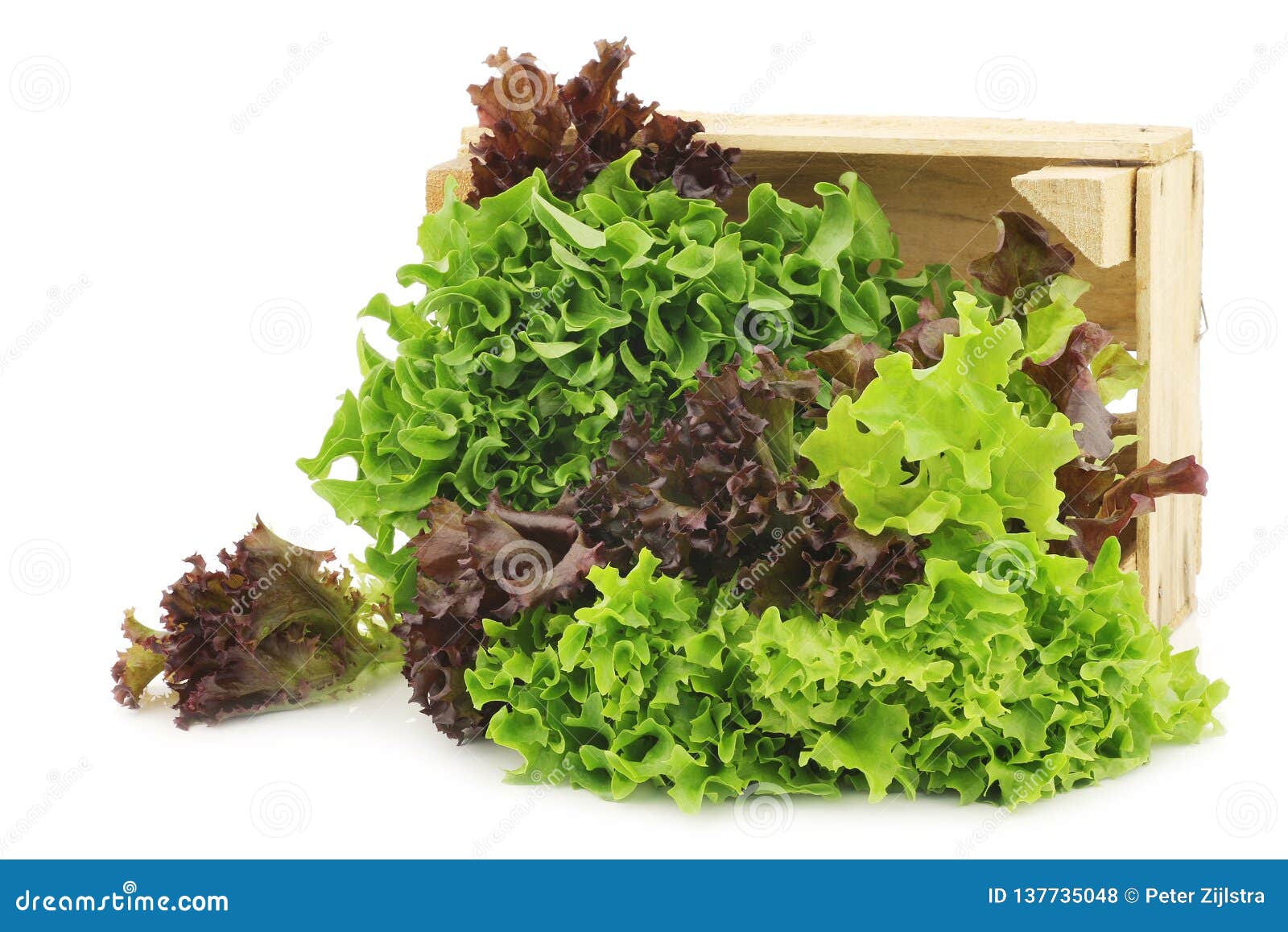 Lechuga Rizada Roja Y Verde Recién Cosechada Foto de archivo - Imagen ...