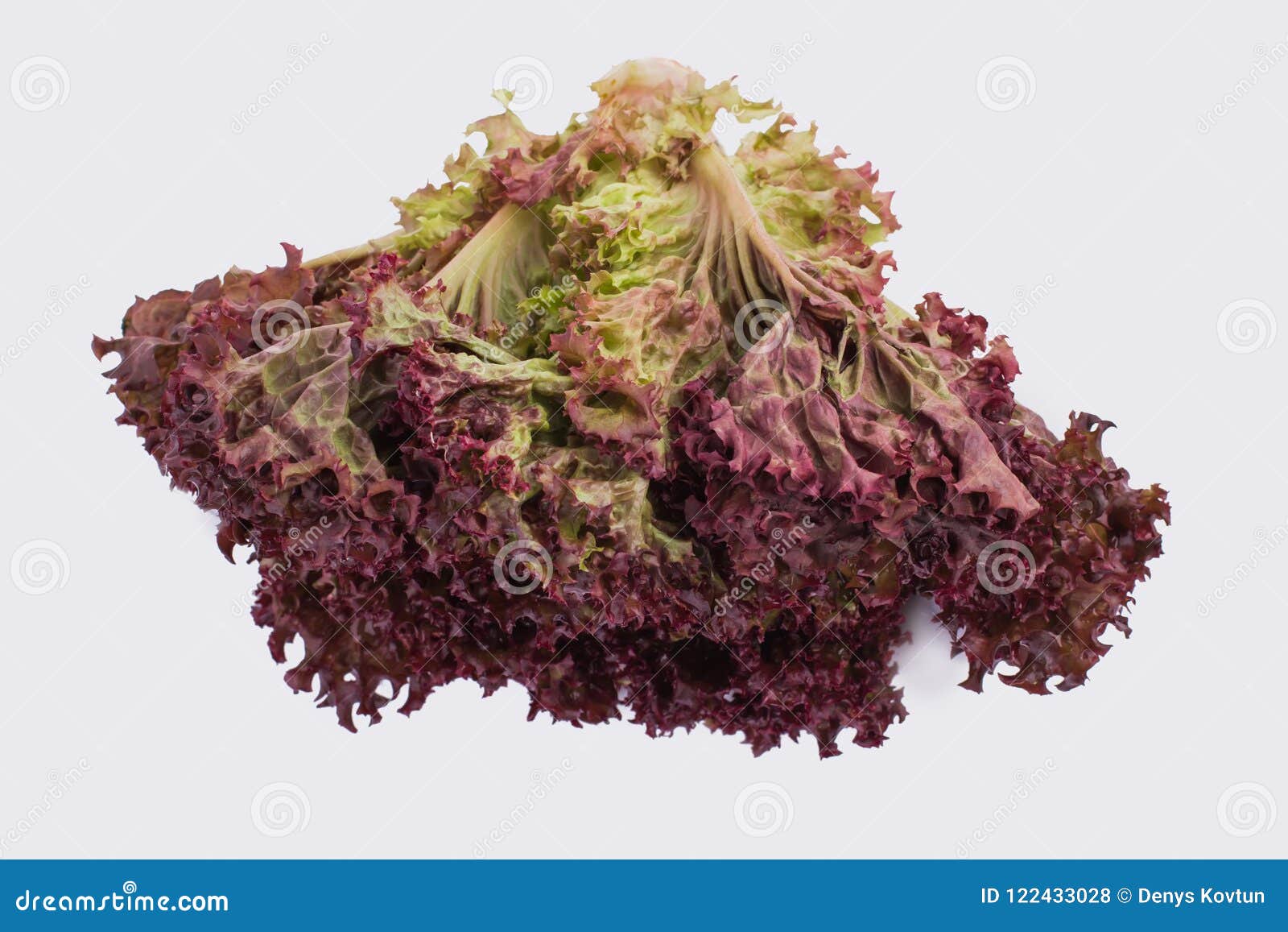 Lechuga Roja Aislada En Blanco Foto de archivo - Imagen de aislado ...