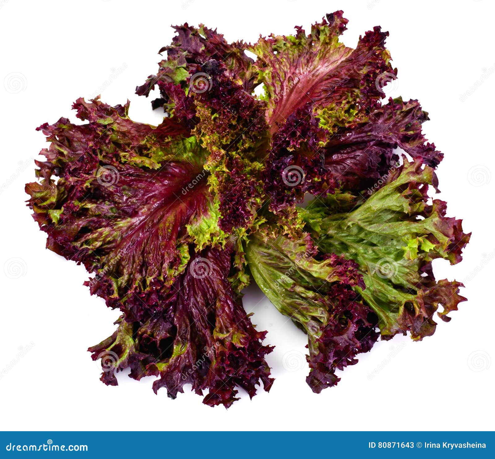 Lechuga Roja Aislada En El Fondo Blanco Imagen de archivo - Imagen de ...