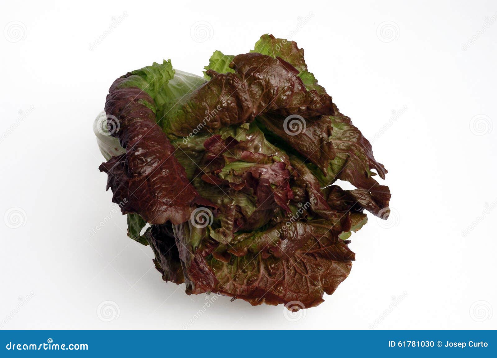 Lechuga Roja Con El Fondo Blanco, Lechuga Roja Foto de archivo - Imagen ...